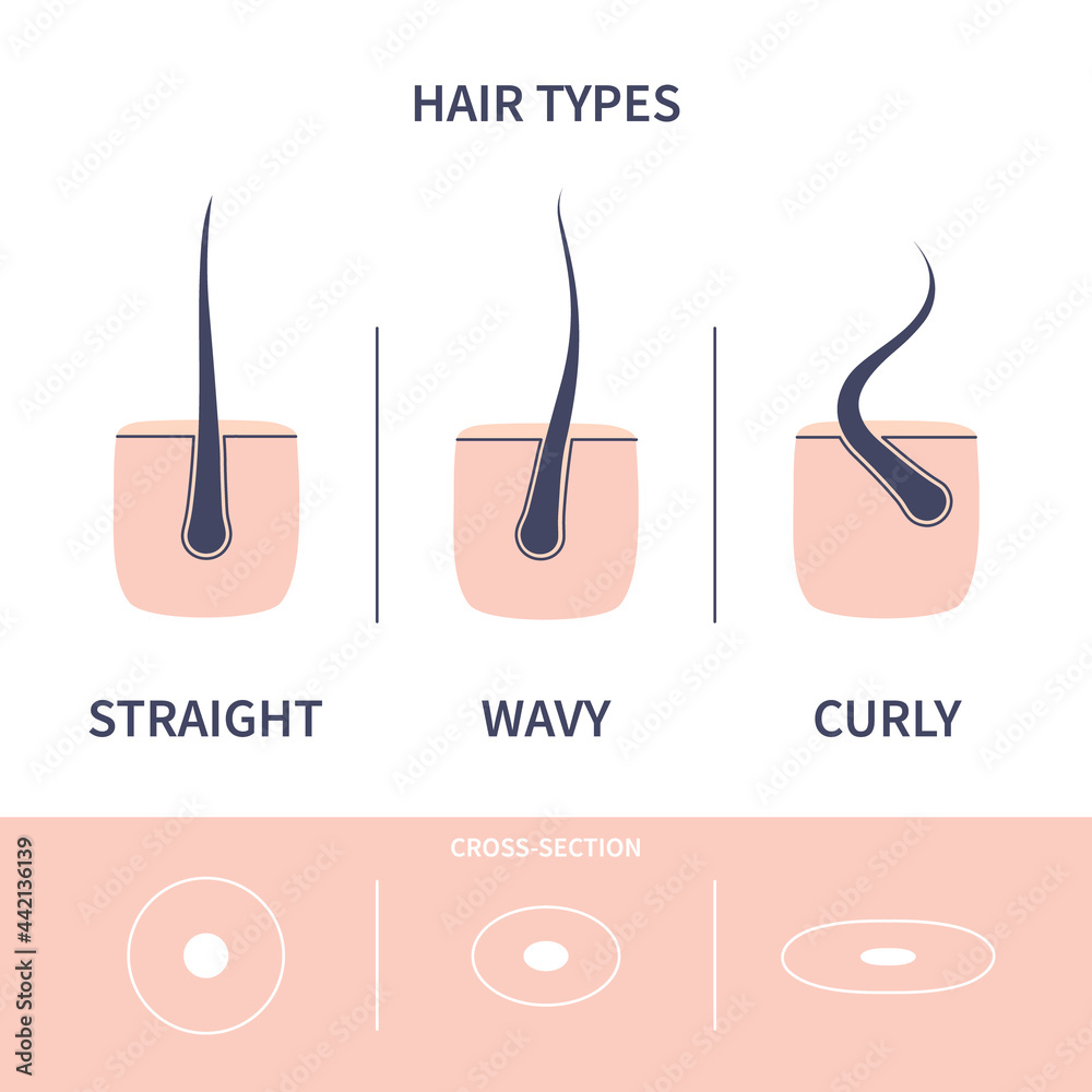Straight, wavy, curly hair types classification set. Strand cross ...