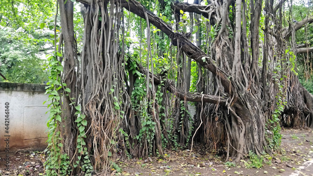 Foto de Banyan Tree use for festival of Vat Purnima. Is an Indian Hindu ...