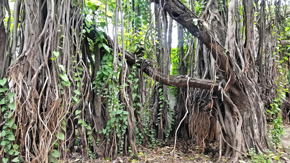 Banyan Tree using for Vat Purnima. Is an Indian Hindu festival ...