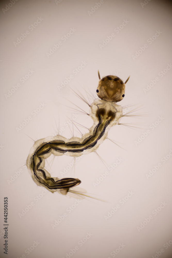 Mosquito larvae in light microscope, Larvae under a microscope. Stock ...
