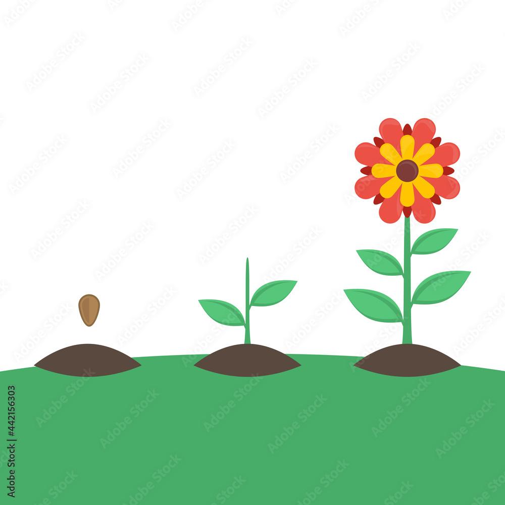 Steps of a plant growing isolated on white. Timeline infographic of ...