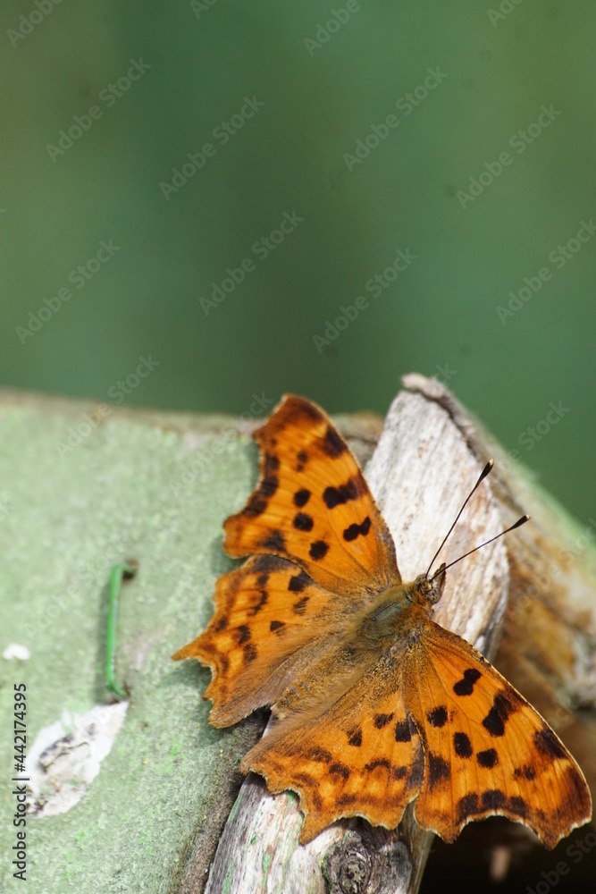 Motyl ,kolorowy owad ,owad na drewnie ,motyl na karmniku foto de Stock ...
