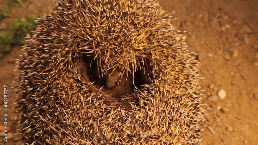 Closeup Hedgehog curled up into a ball. Exotic veterinarian examines a ...