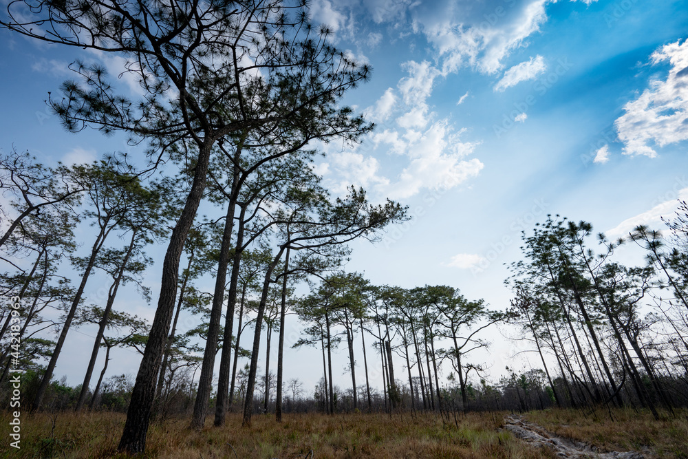 Kesiya pine, Khasya pine, Pine, Benguet tree with blue sky Stock Photo ...