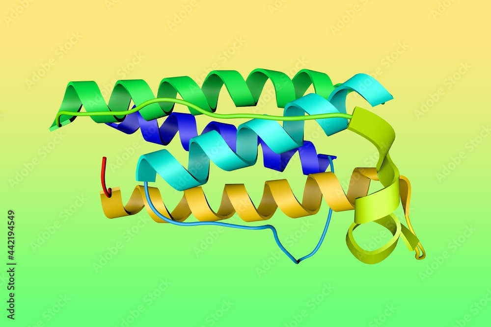 Crystal structure of leptin, human obesity protein. Ribbons diagram in ...