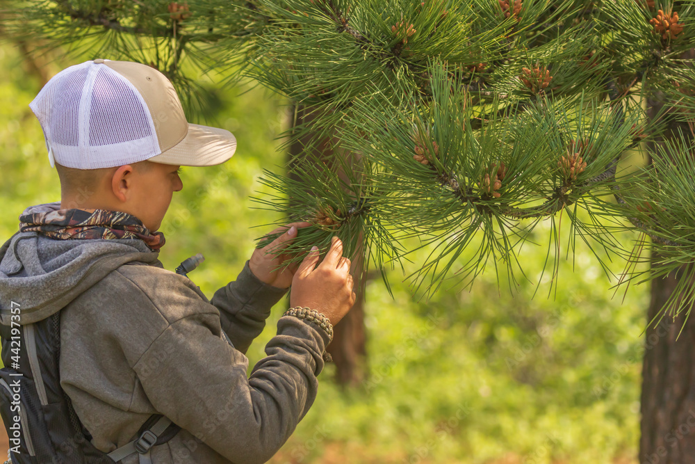 Young boy looking at a pine cones on a pine tree in a national Park ...