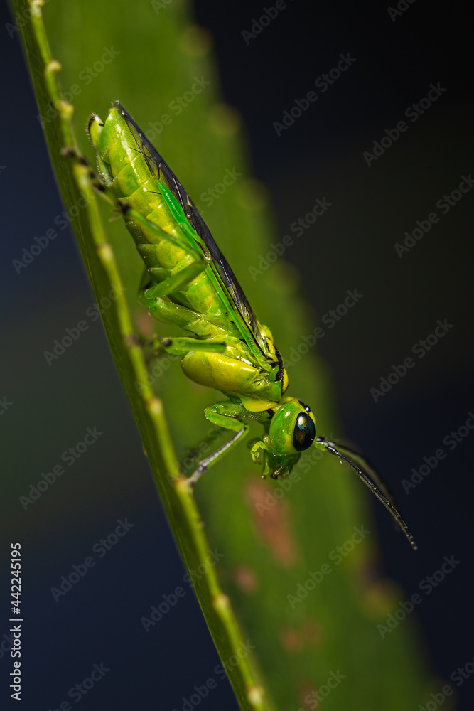 adult male of Rhogogaster viridis green sawfly on edge of leaf with ...