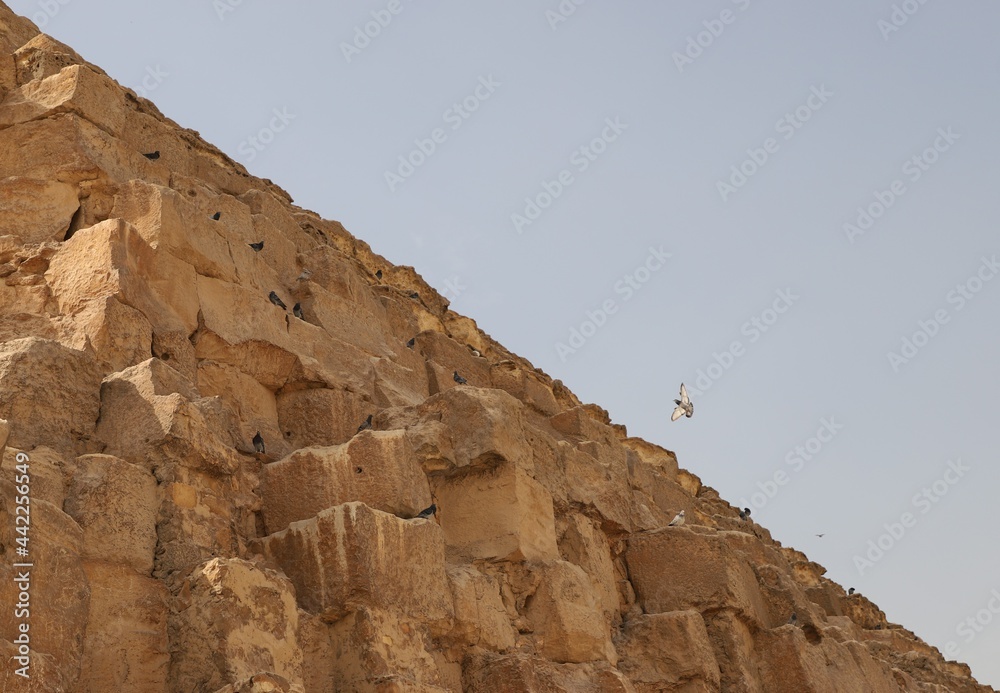 white Egyptian swift pigeon rise to the top of (the great pyramid of Giza) - Egypt Stock Photo ...