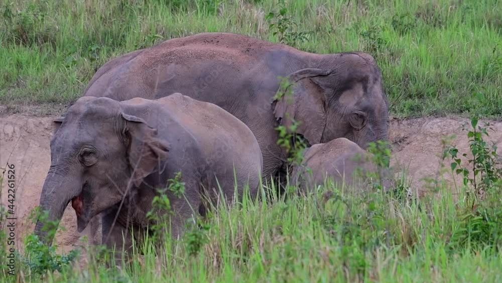 Indian Elephant, Elephas maximus indicus, Thailand; an herd of ...