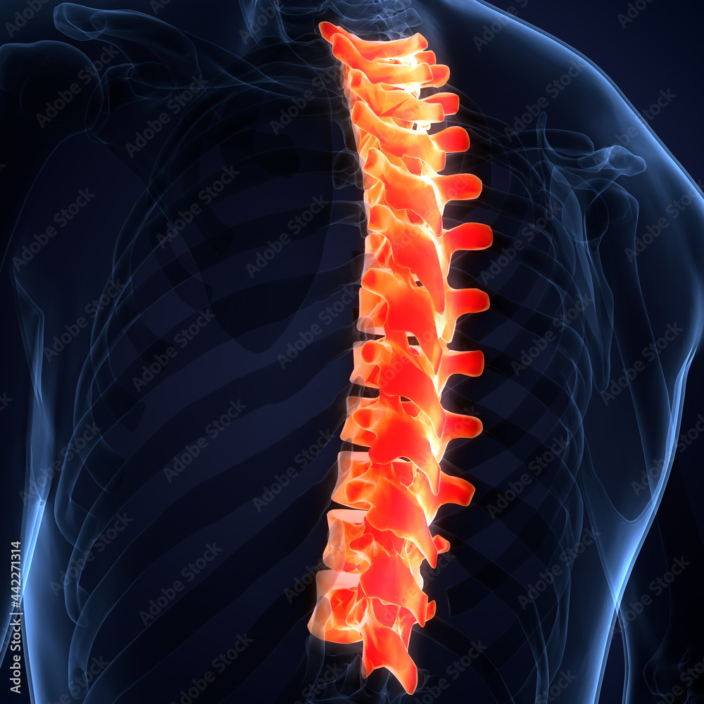 Spinal Cord Vertebral Column Thoracic Vertebrae of Human Skeleton ...