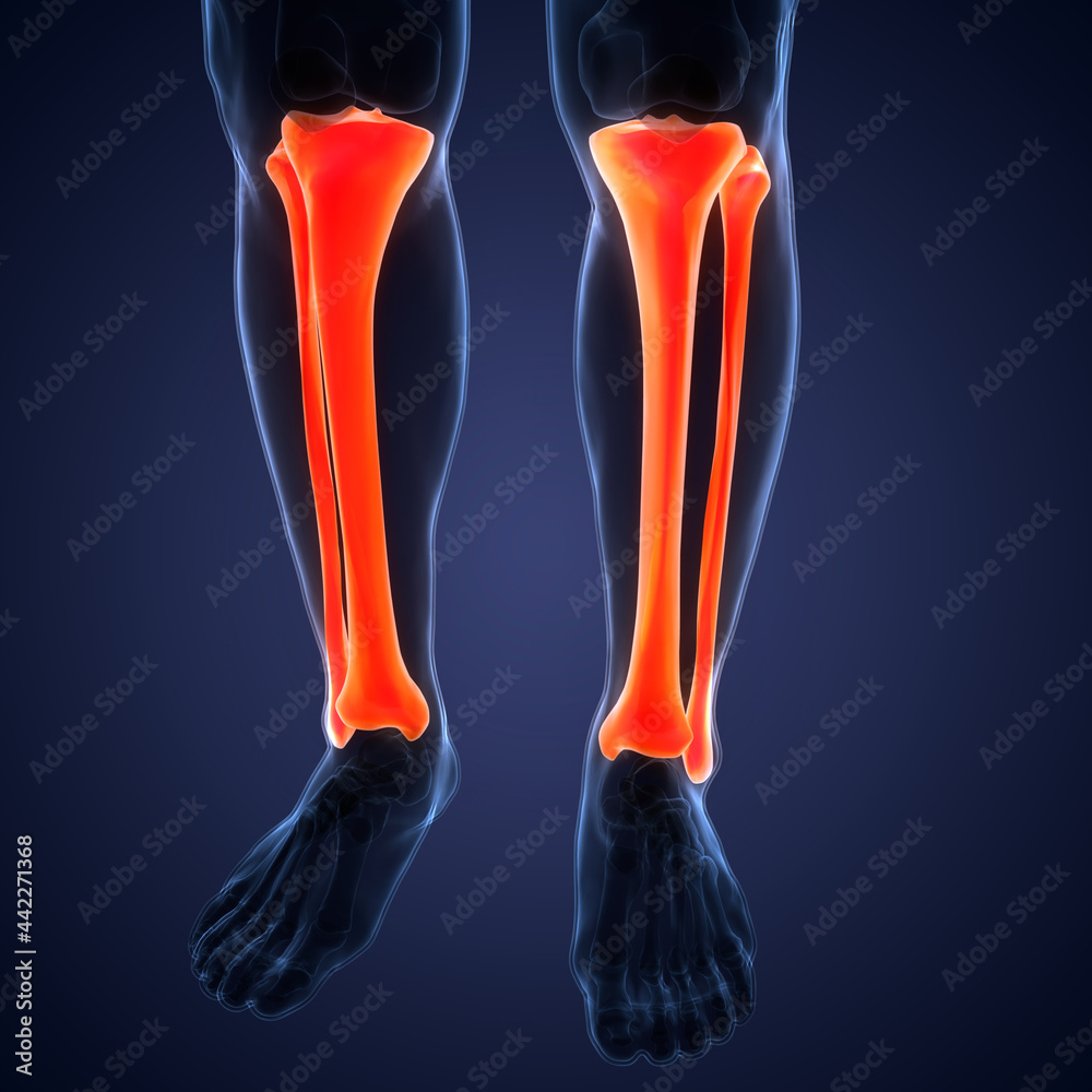Human Skeleton System Tibia and Fibula Bone Joints Anatomy Stock ...