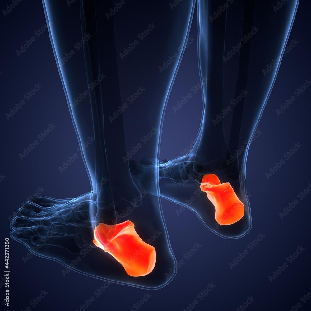 Human Skeleton System Calcaneus Bone Joints Anatomy Stock Illustration ...