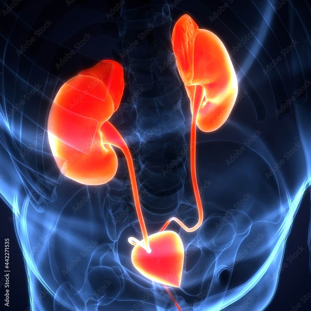 Human Urinary System Kidneys with Bladder Anatomy Stock Illustration ...