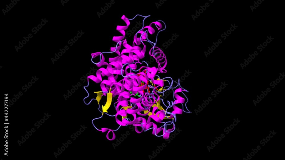 Structure of human cytochrome P450 CYP2C9 with heme (red) and warfarin ...