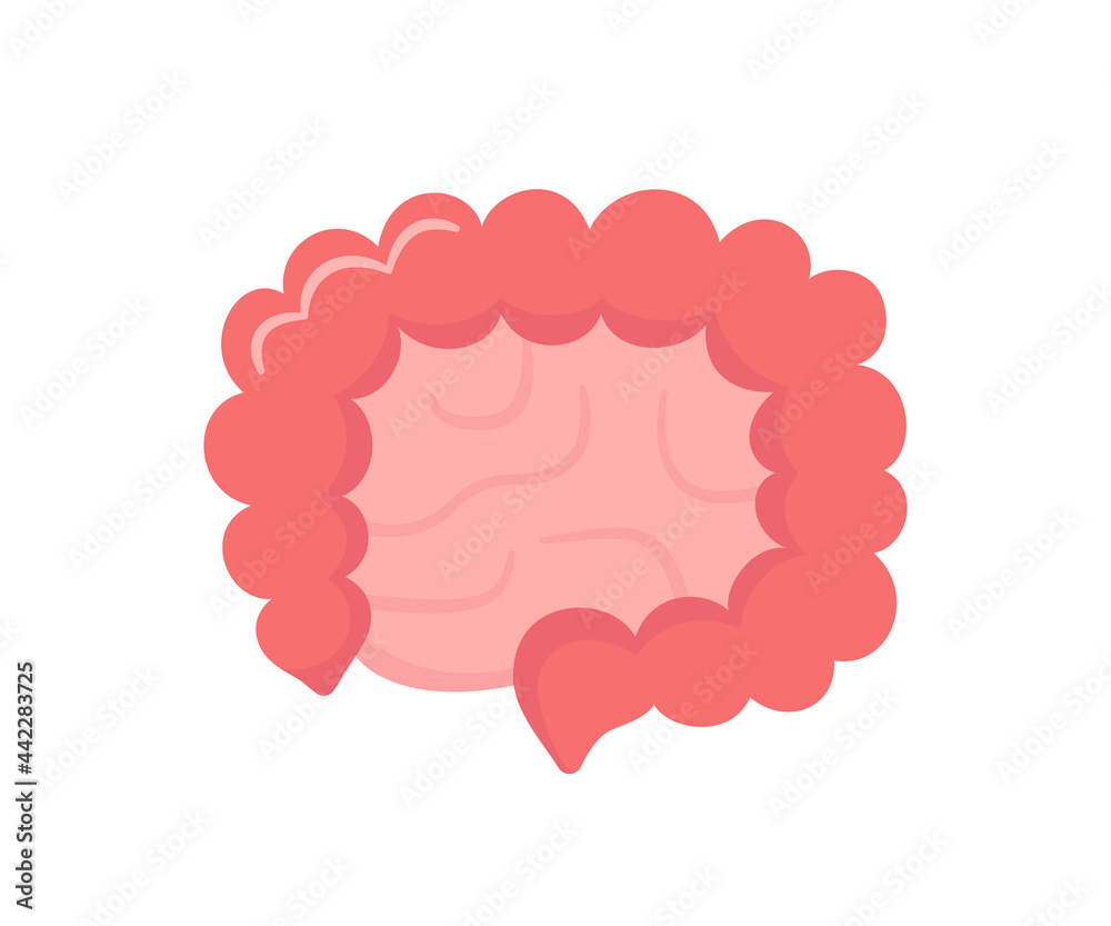 Small and large intestine. Human body internal organ of the ...