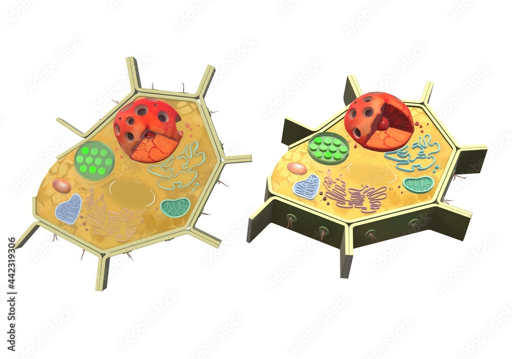 Isolated plant cell model. 3d illustration . Realistic plant cell model ...
