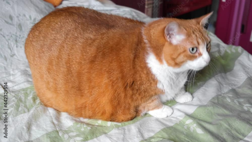 Video Stock Very Fat Cat Sitting on a Bed. Ginger and White Striped Cat is Large. Big Lazy Tabby ...