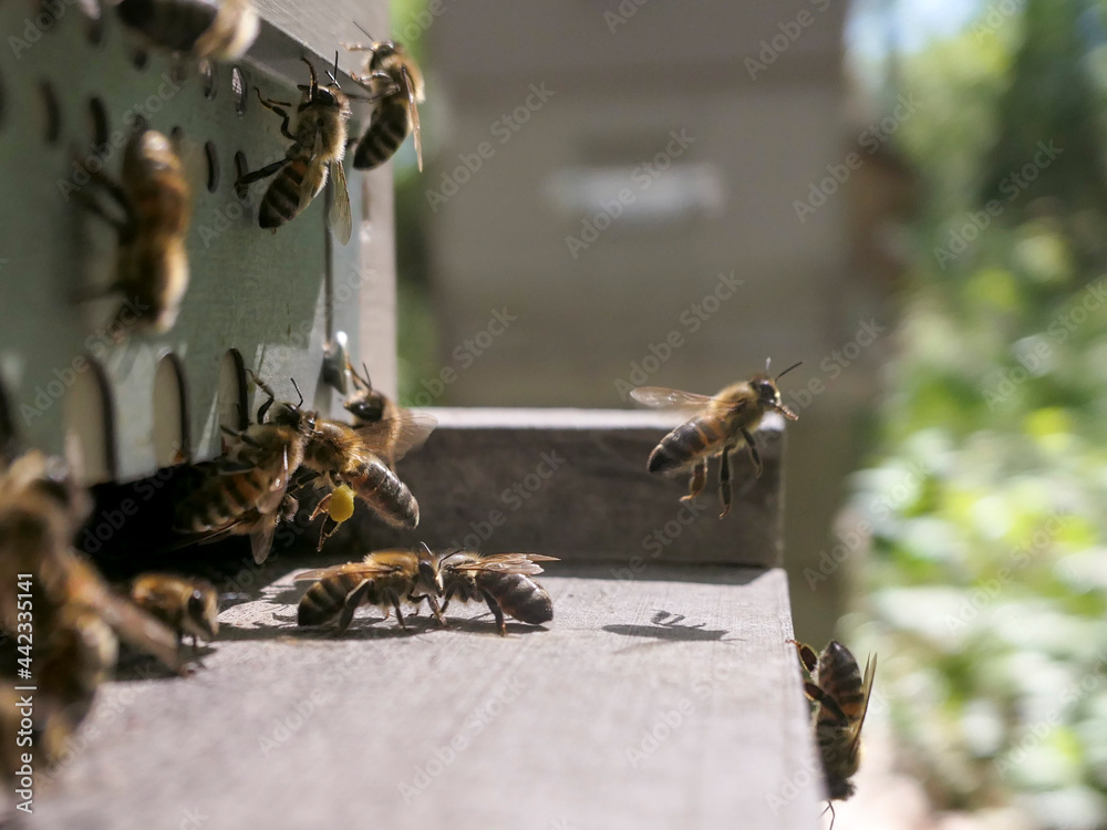 Activité de départ et d'arrivée à la ruche des abeilles butineuses ...