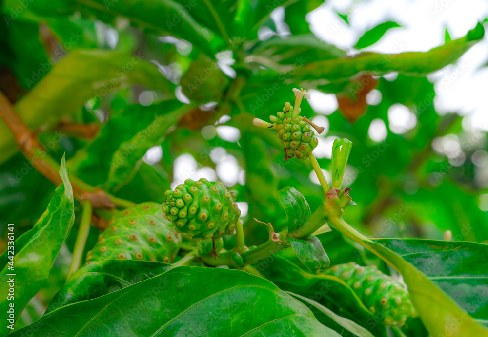 Noni fruit on Morinda citrifolia tree. Morinda citrifolia tree with ...