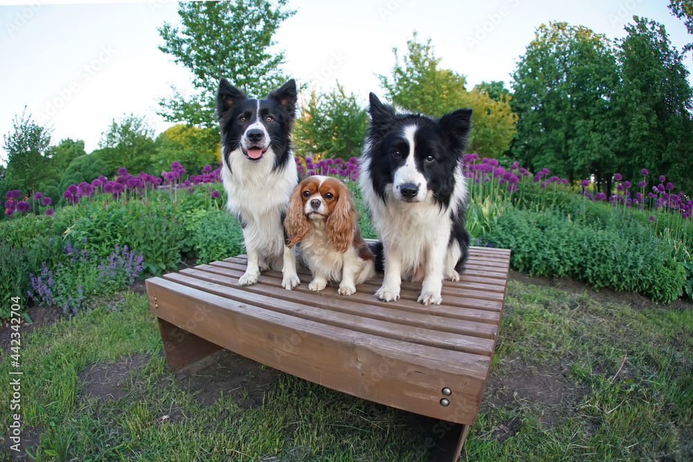 Blenheim Cavalier King Charles Spaniel dog posing outdoors with two ...