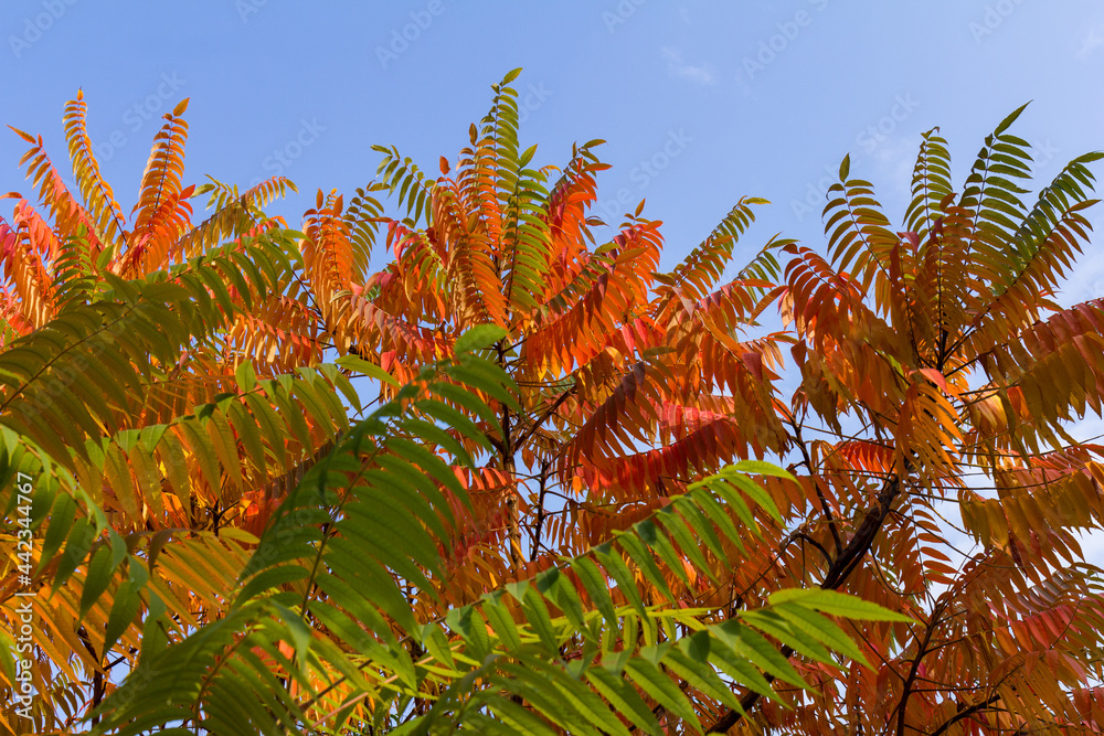 Staghorn sumac, Ornamental plant sumac deer horn - vinegar tree ...