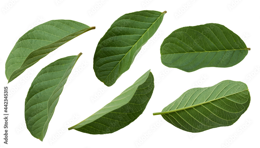 Guava leaf isolated on white background Stock Photo | Adobe Stock