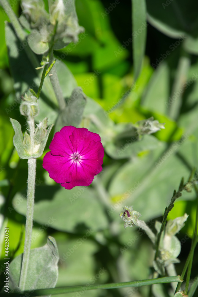 Silene coronaria also called rose campion flowers close-up with grey ...
