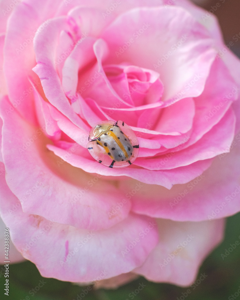 Aspidimorpha miliaris spotted tortoise beetle on the pink rose flower ...