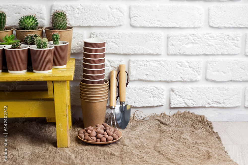 Cactus and succulent plants collection in paper cups on small yellow ...