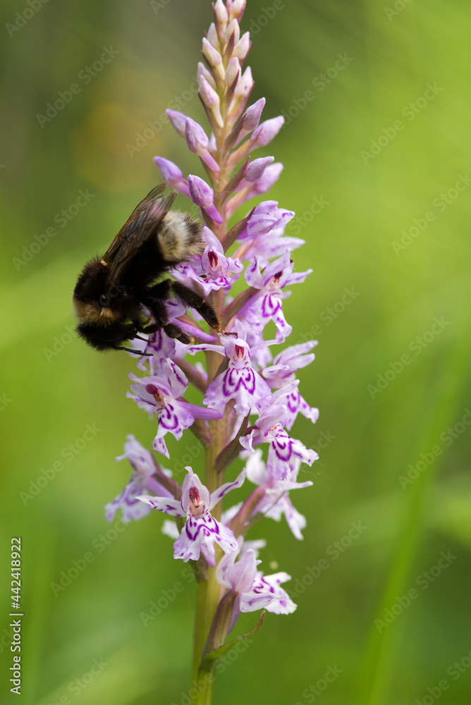 Foto de un bell'insetto colorato mentre si nutre di un bel fiore, la ...