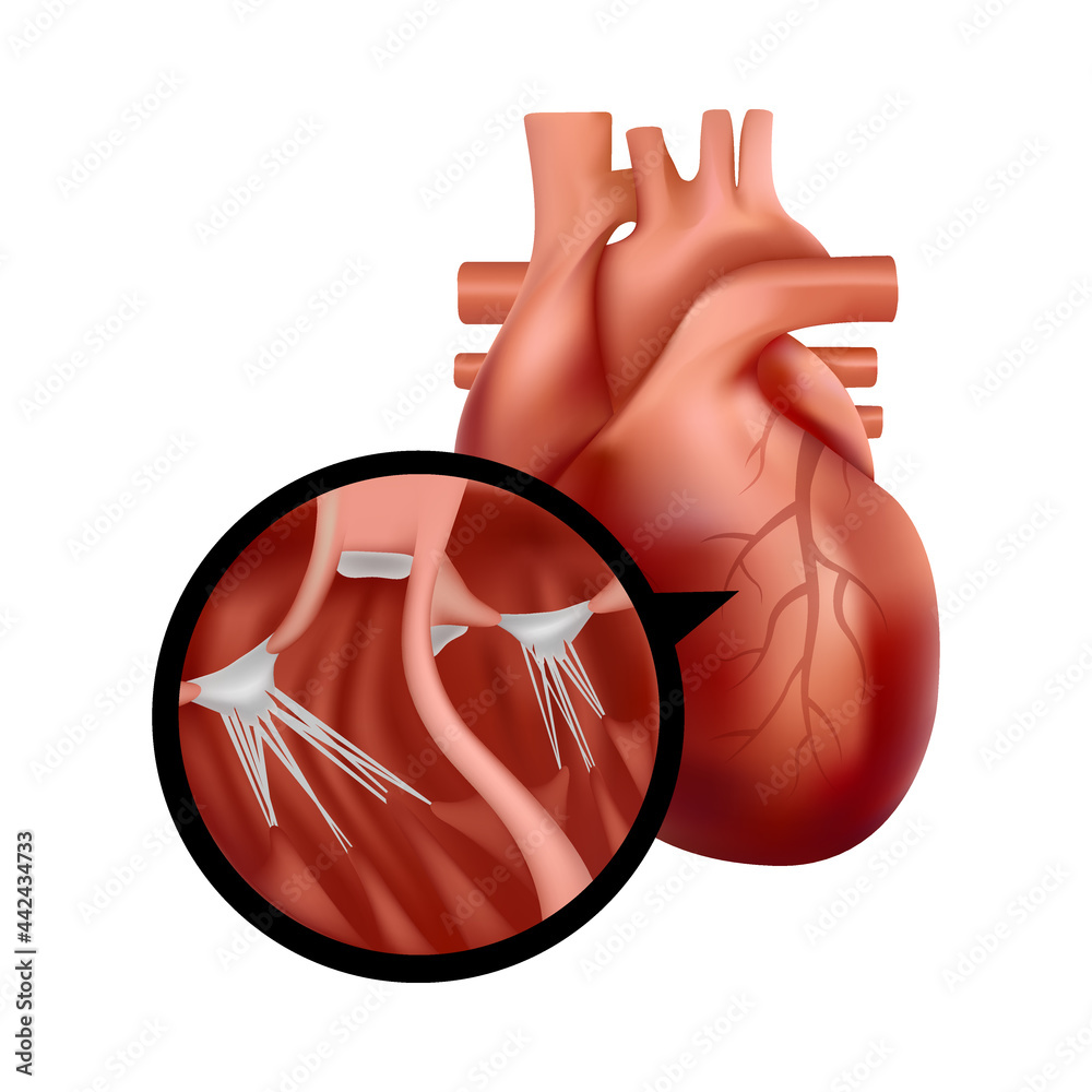 Realistic human heart with cross-section close-up. Heart organ ...