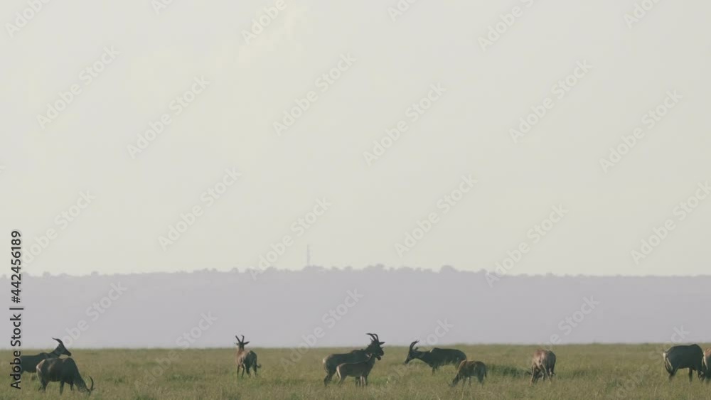 Topi's run amongst large herd, lock horns and fight. Stock Video ...