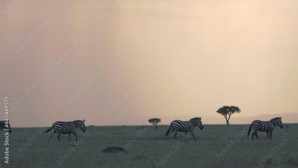 Zebras walk in single file line across the African savanna during ...