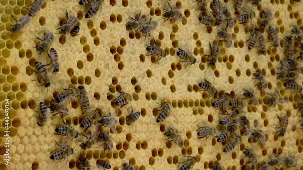 Capped worker brood, Sealed Brood, Bee Larvae and Eggs. A honey bee ...