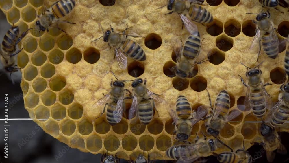 Bee brood frames are composed of brood at various stages of development ...