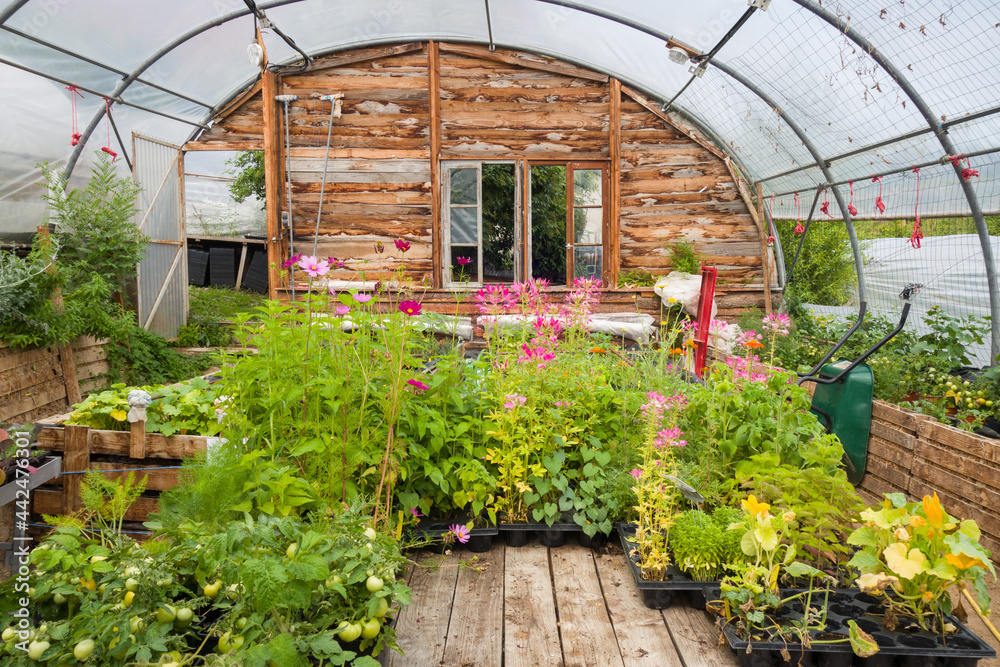 Une serre avec des fleurs. L'intérieur d'une grande serre. Une serre ...