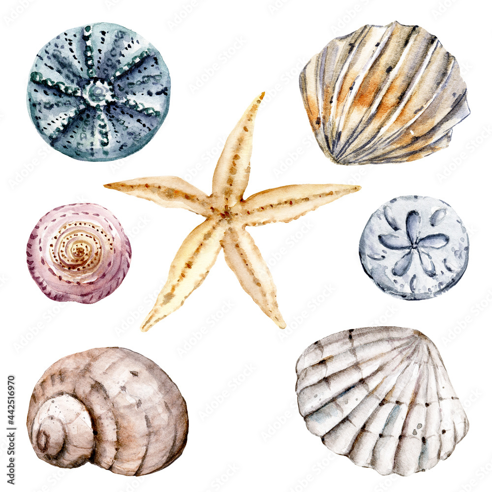 Shell set, beach tropical design. Watercolor seashells illustration for ...