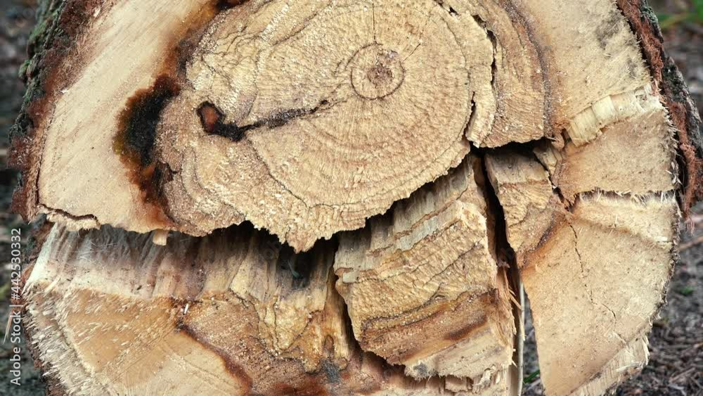 structure of a stump from a sawn tree is large Stock Video | Adobe Stock