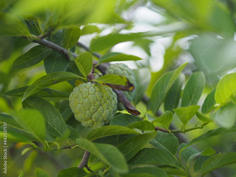 fruit custard apple tree, sugar apple, sweetsop, or anon, Annona ...