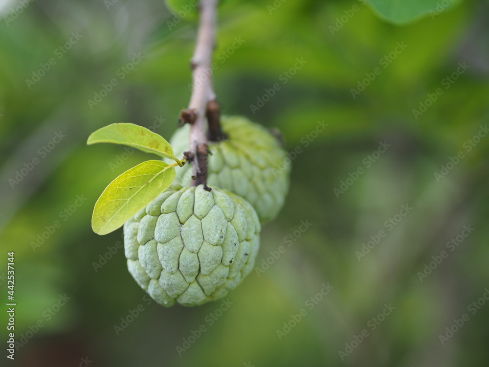 fruit custard apple tree, sugar apple, sweetsop, or anon, Annona ...