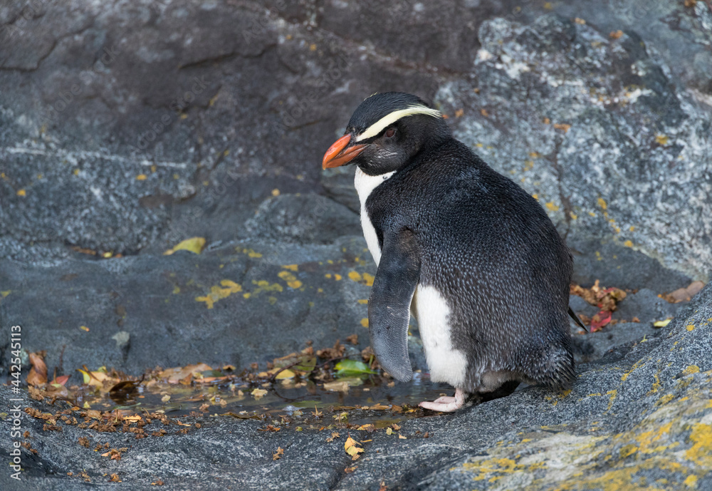 Fiordland Penguin, Eudyptes pachyrynchus Stock Photo | Adobe Stock