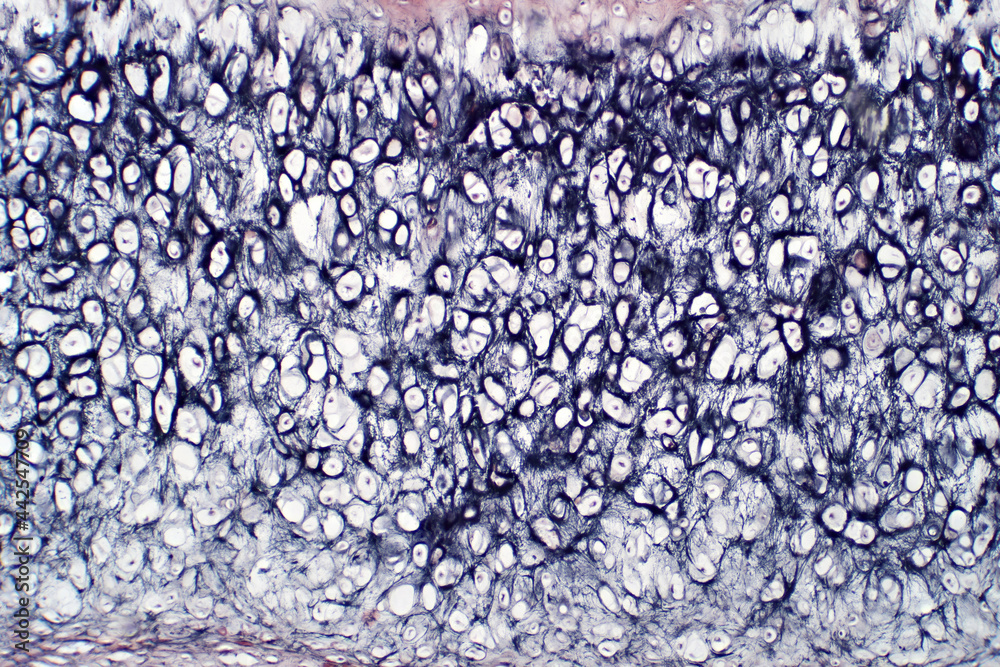 Cross section human cartilage bone under light microscope view for ...