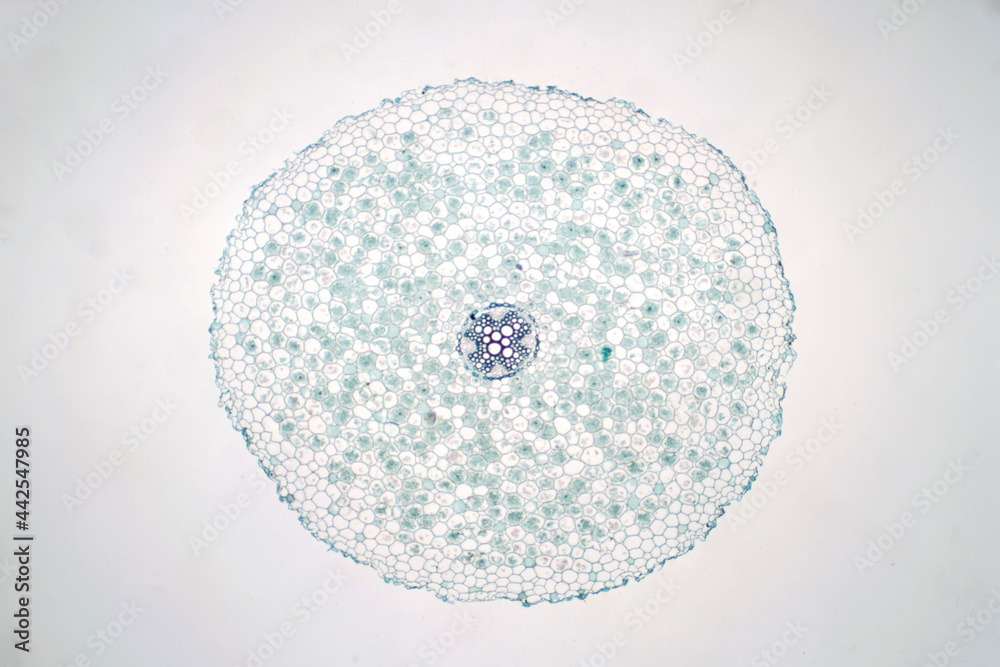 Cross sections of dicot plant root under light microscope view. Stock ...