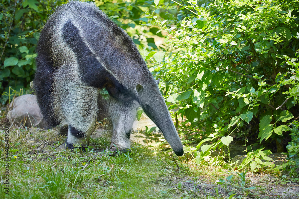 Giant anteater on a tour of the zoo Stock Photo | Adobe Stock