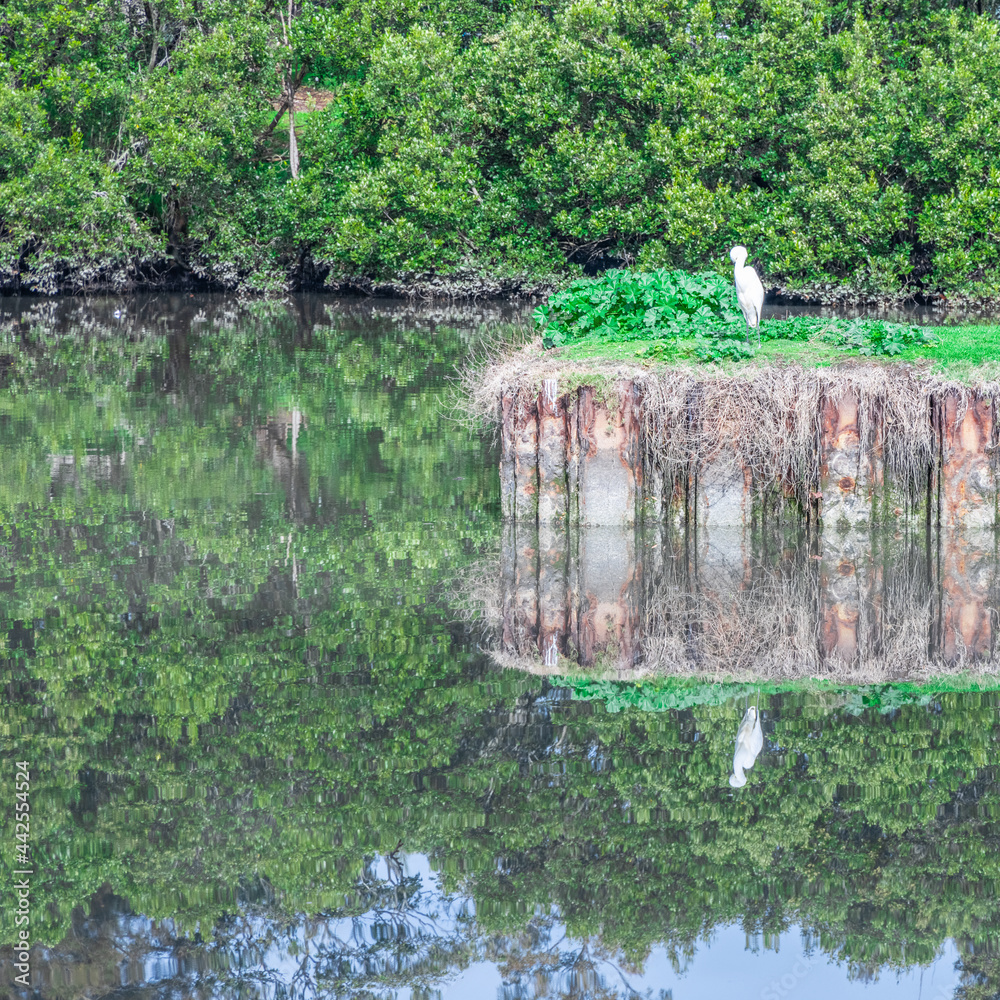 Cooks River sprawling with wildlife and Mangrove trees along the river ...