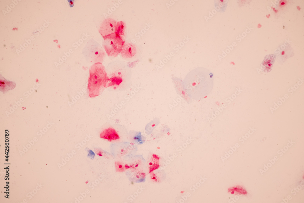 Characteristics of anatomy and Histological sample Squamous epithelial ...