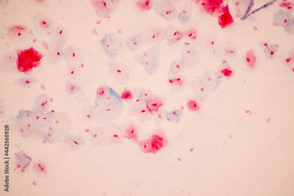 Characteristics of anatomy and Histological sample Squamous epithelial ...