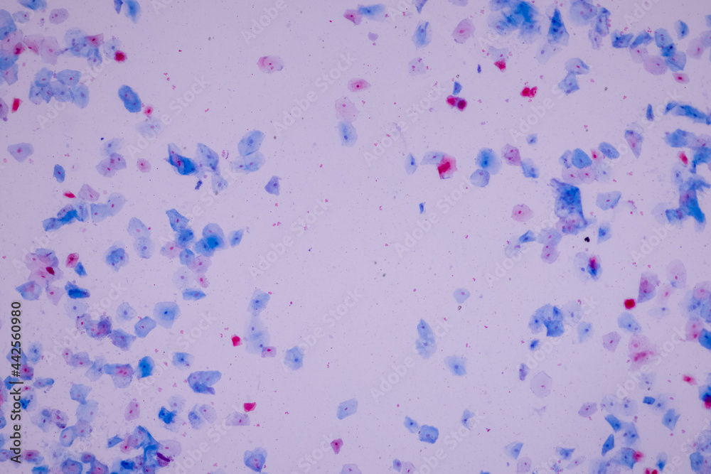Characteristics of anatomy and Histological sample Squamous epithelial ...