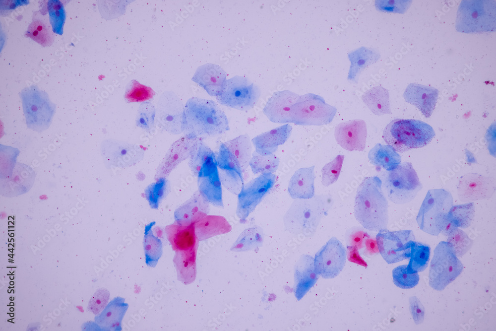 Photo & Art Print Characteristics of anatomy and Histological sample ...