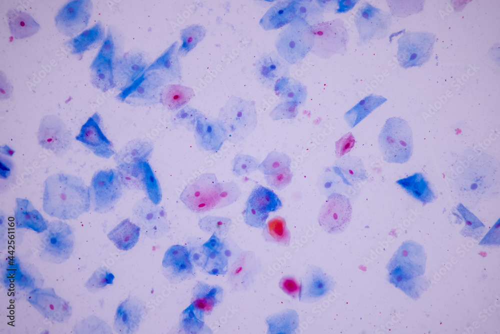 Characteristics of anatomy and Histological sample Squamous epithelial ...